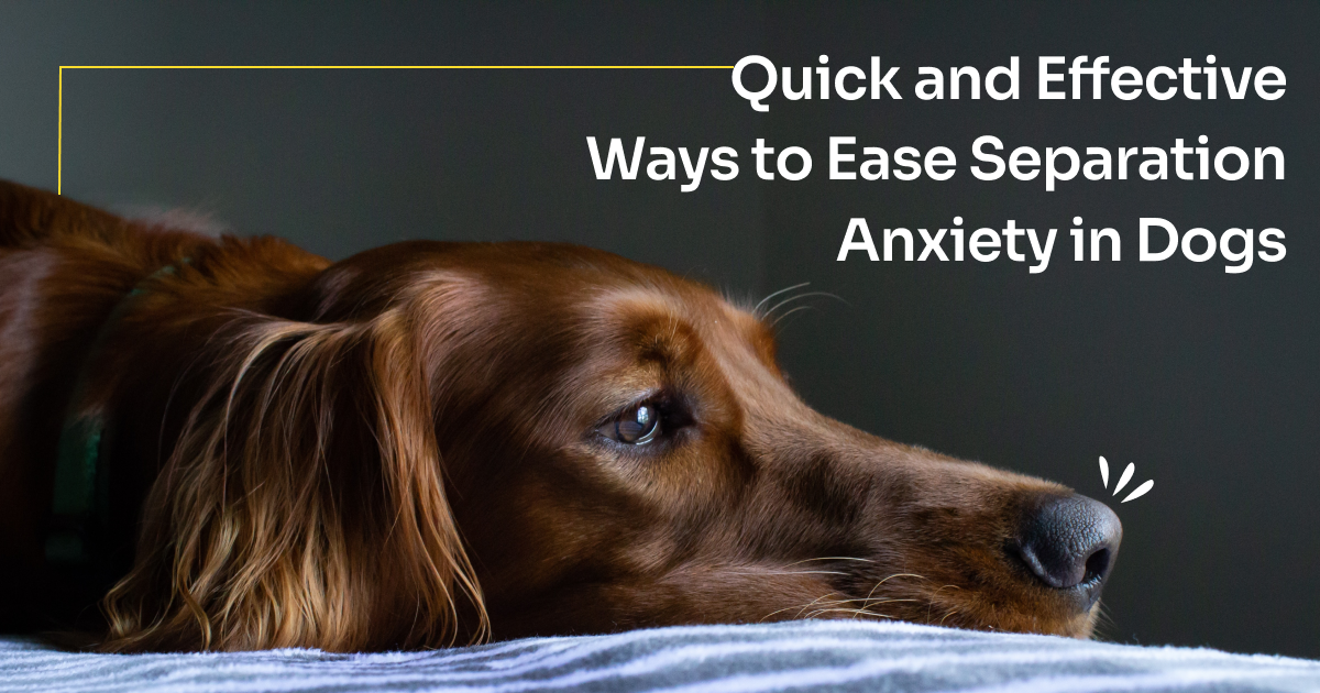 Quick and Effective Ways to Ease Separation Anxiety in Dogs