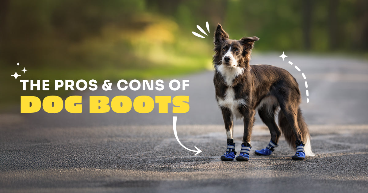 The Pros and Cons of Dog Boots and Shoes