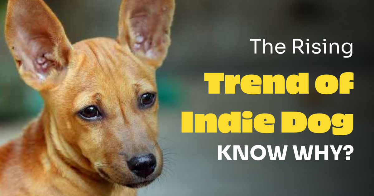 The Rise of Indie Dogs: A Trend That's Taking the Canine World by Stor