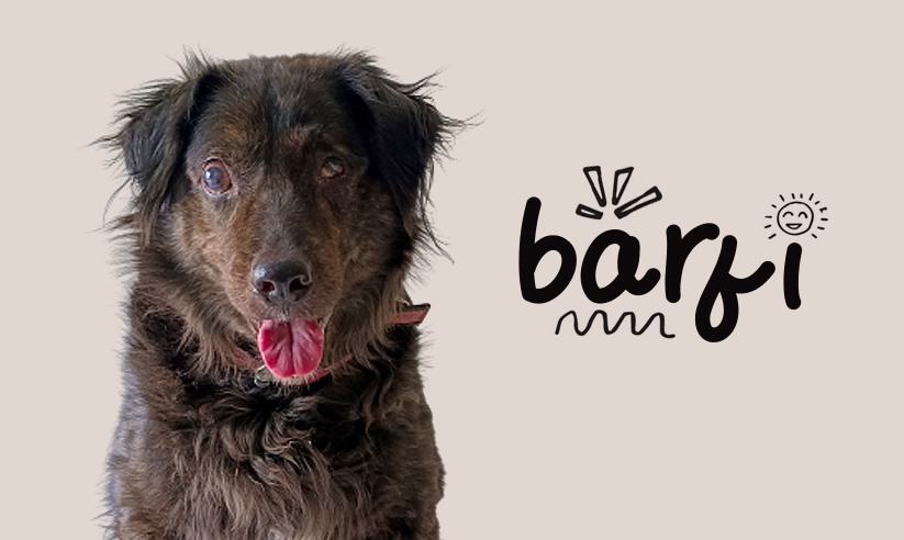 Barfi - A heartwarming tale about a dog that is visually impaired and