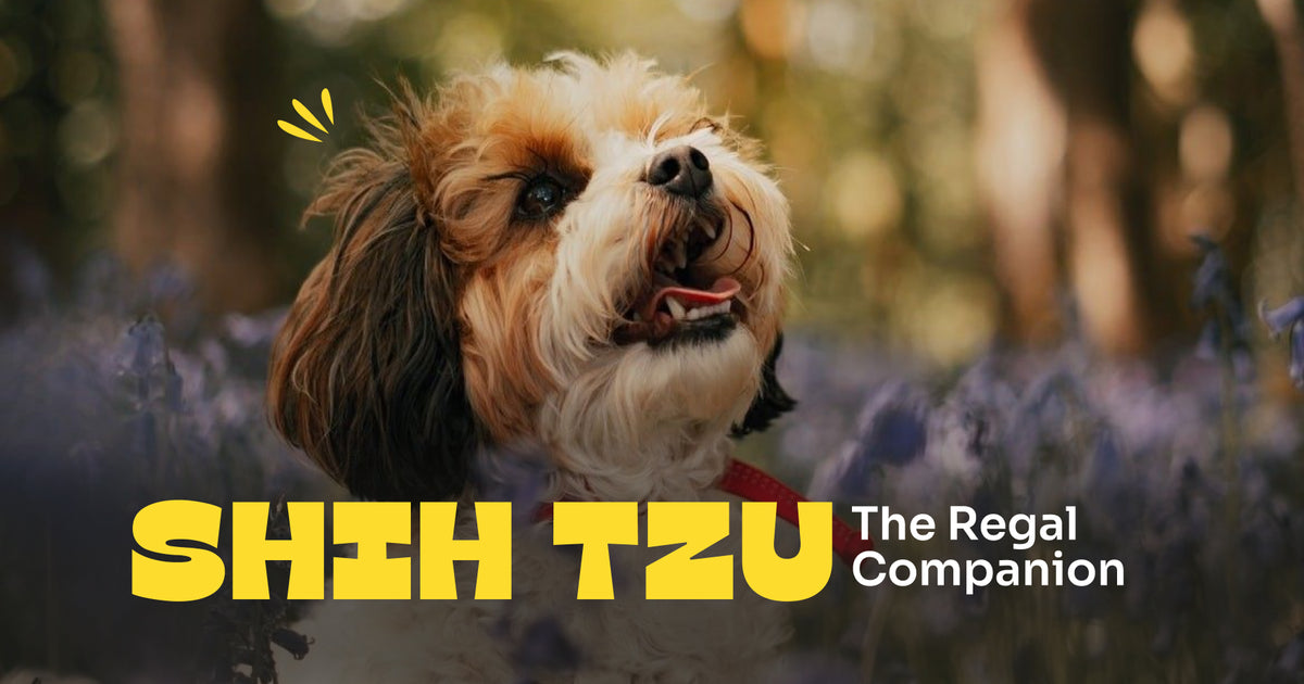 Shih Tzu Ancestors & Origin: Discover the Regal Companion